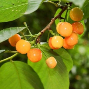 Yellow Cherry Tree - Jamaican Cherry Tree Muntingia Calabura - Starter ...