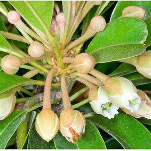 Sapote Manilkara Zapota Sapodilla Nispero Tropical Fruit Live Plant - Etsy