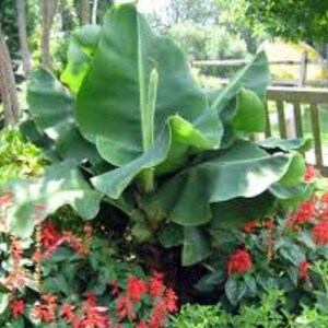 Musa Little Prince (banana) Plant - Small Rooted Starter Plant in Pot ...
