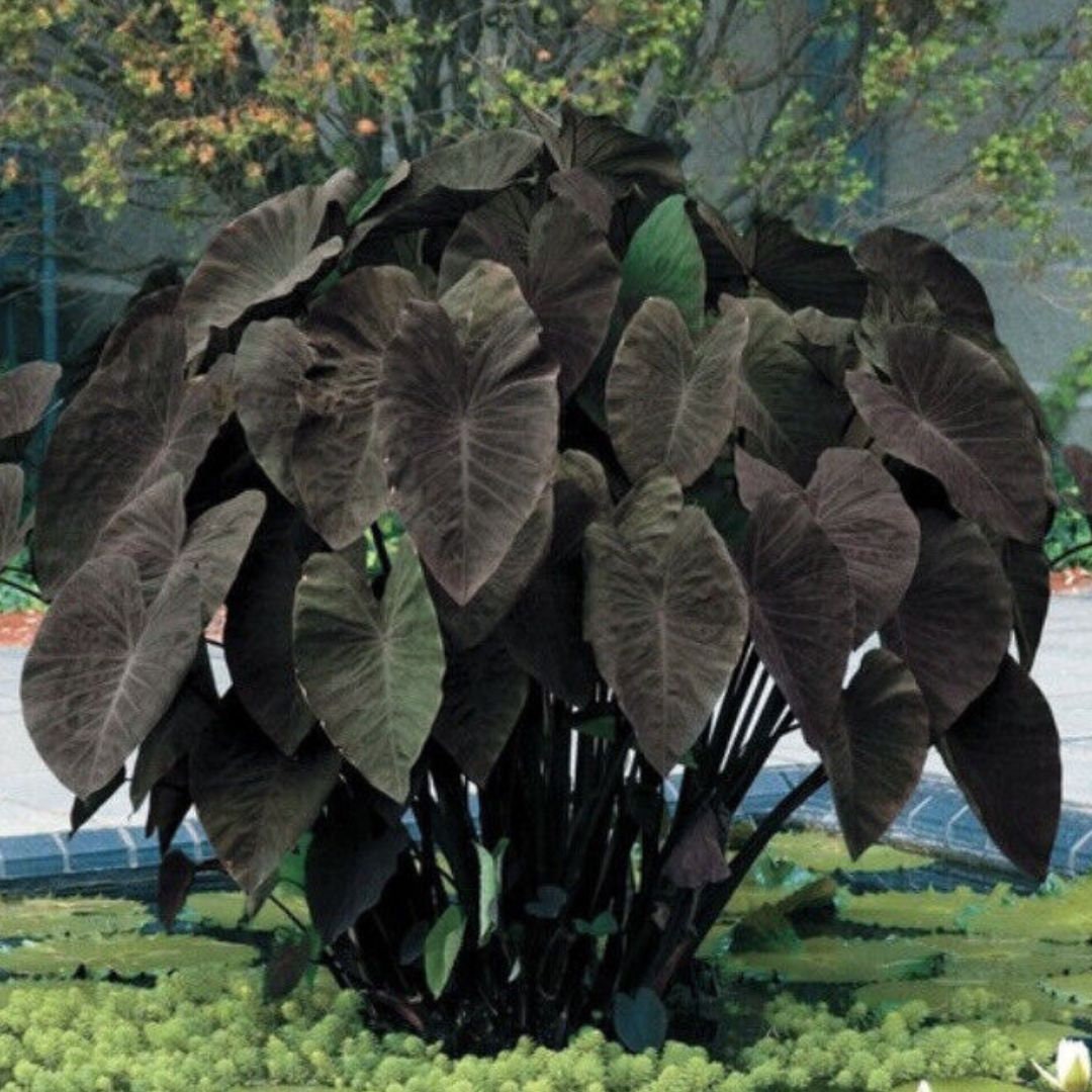 Black Elephant Ear Plant-colocasia Esculenta Black Magiic Live Plant ...