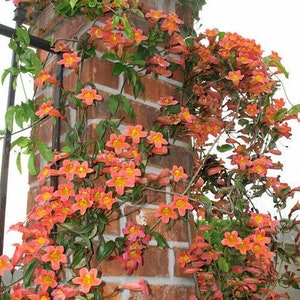 Orange Bignonia Crossvine Plant "tangerine Beauty" Crossvine- Rooted ...