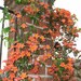 Orange Bignonia Crossvine Plant tangerine Beauty Crossvine Rooted ...