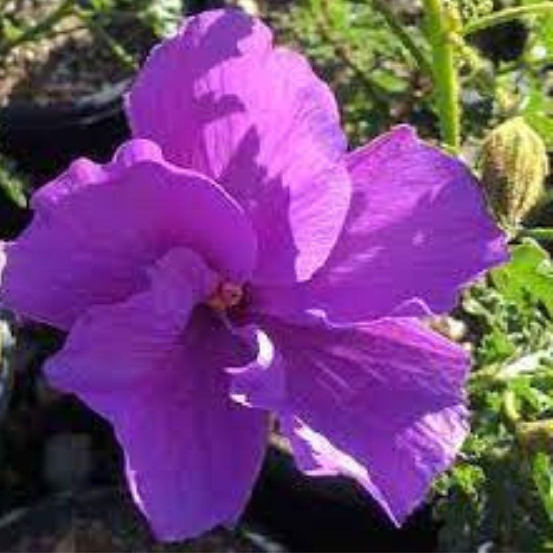 Blue Hibiscus Plant - Alyogyne Huegelii - Live Well Rooted STARTER ...