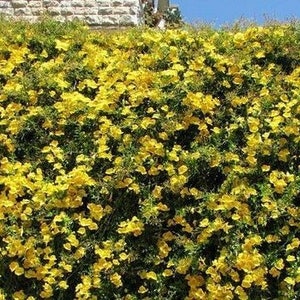 Yellow Bignonia Crossvine Plant - Rooted Starter Live Plant in Pot 2 ...