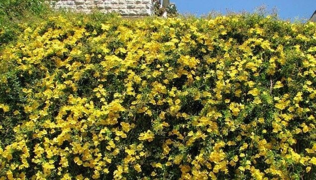 Yellow Bignonia Crossvine Plant - Rooted Starter Live Plant in Pot 2 ...