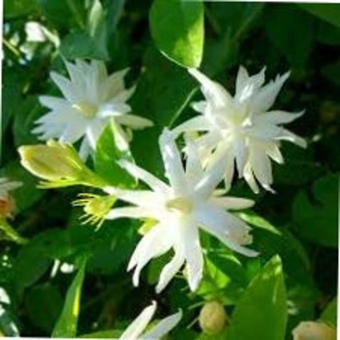 White Tea Jasmine Plant - Belle of India Jasmine - Sambac Double ...