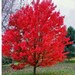 Red Maple Plant 'october Glory'-live Starter Plant - Ship in Pot - Etsy