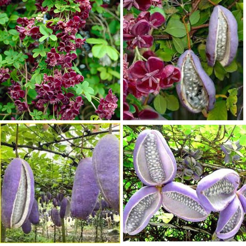 5 Leaf Akebia