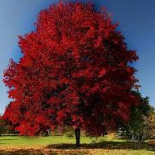 Red Maple - Etsy