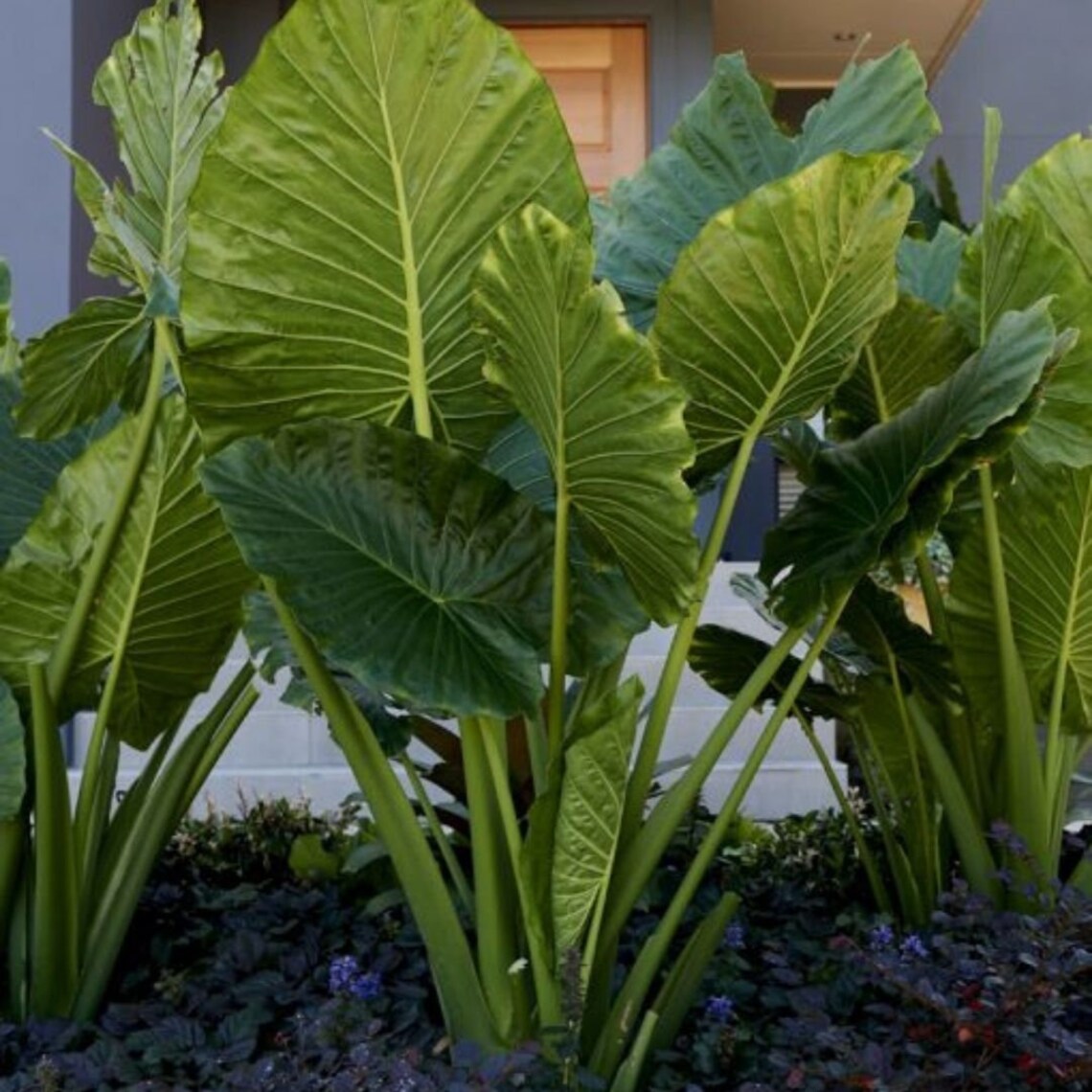 Borneo Giant Elephant Ear - Alocasia Macrorrhiza Elephant Ear - Huge ...