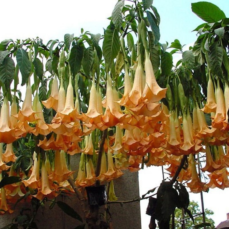 Angel Trumpet - Etsy
