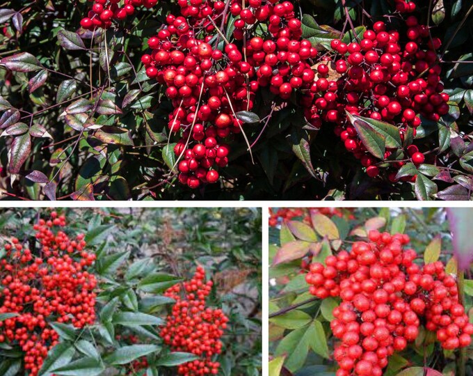 Sacred Bamboo Plant, Heavenly Bamboo, Wonderful Bamboo, Nandina ...