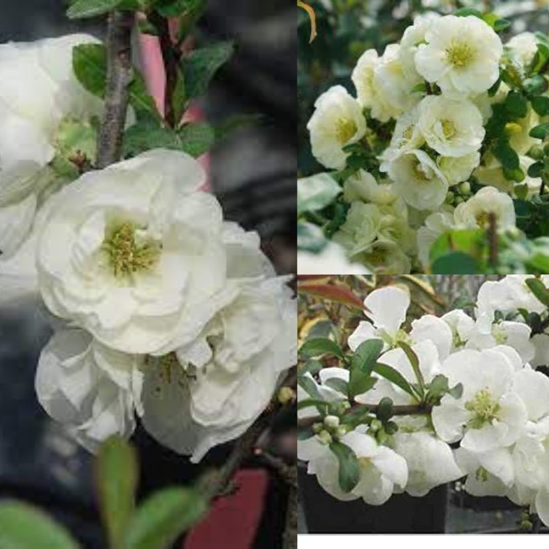 White Double Take Eternal Plant Flowering Quince Starter Live Plant in ...