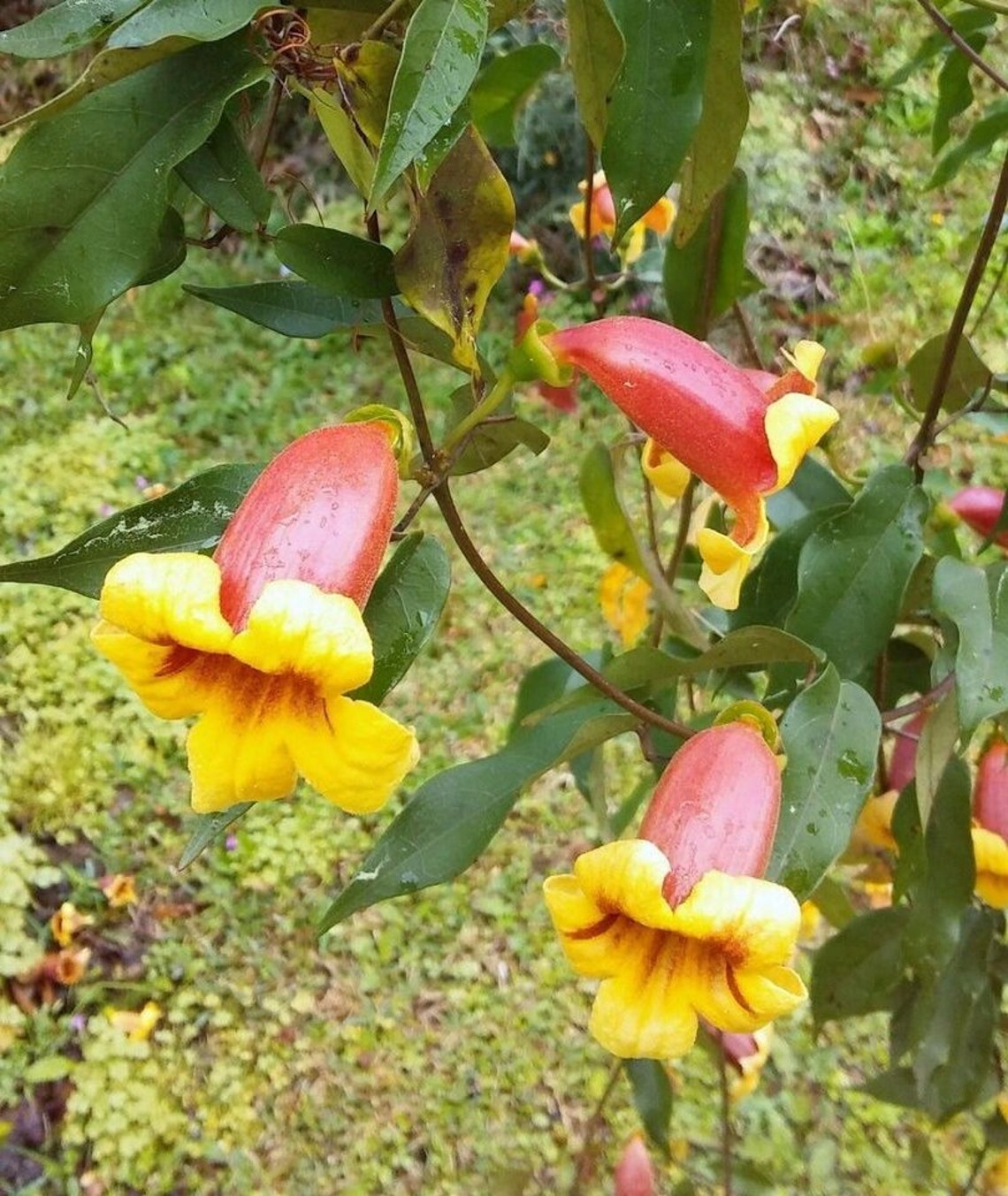 2 Yellow Tangerine Beauty Bignonia Crossvine Vines Plant - Bignonia ...