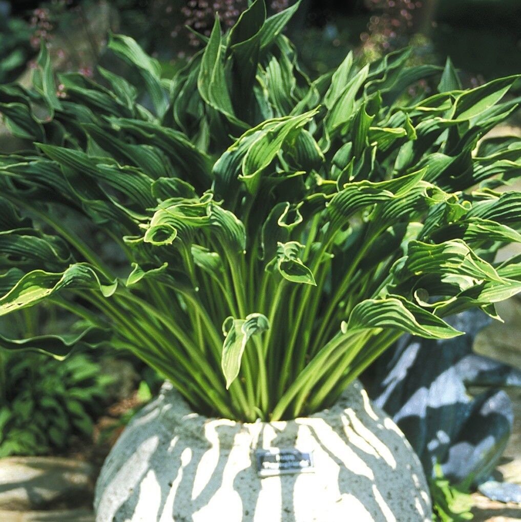 Hosta - Style 9: PRAYING HANDS Small Upright Disease-free- 2.5" Pot - Etsy