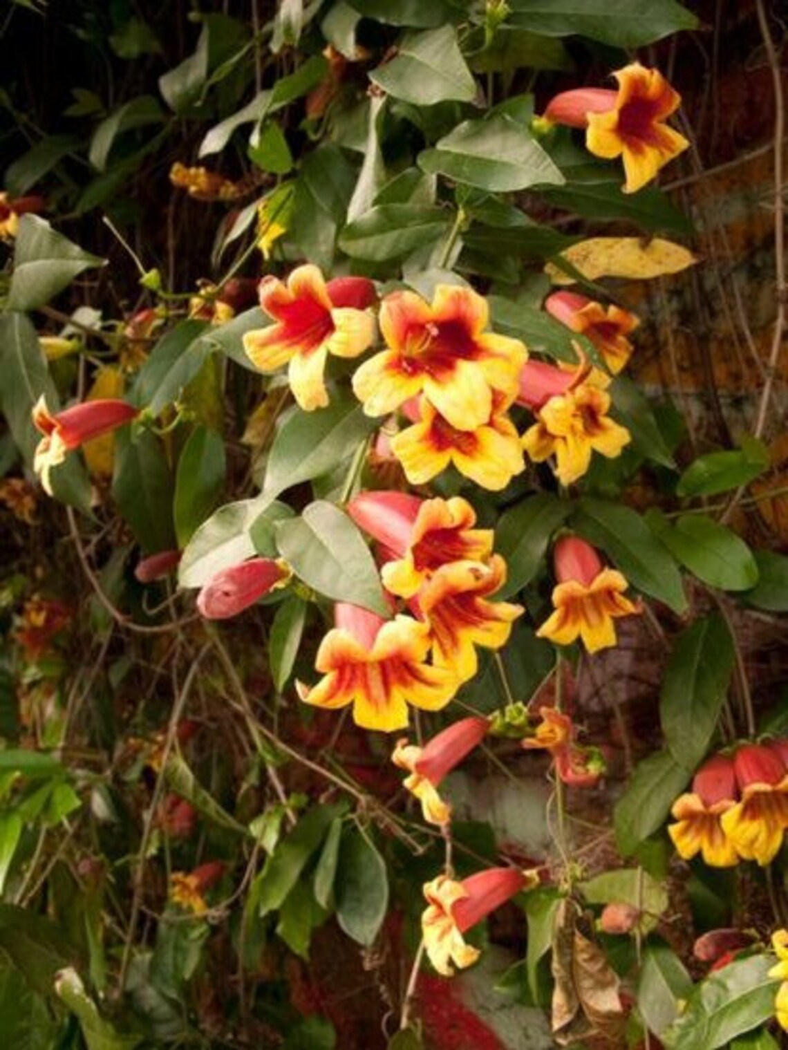 2 Yellow Tangerine Beauty Bignonia Crossvine Vines Plant - Bignonia ...
