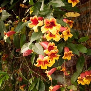 2 Yellow Tangerine Beauty Bignonia Crossvine Vines Plant - Bignonia ...