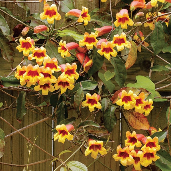 Trumpet Vine Live Plant - Etsy