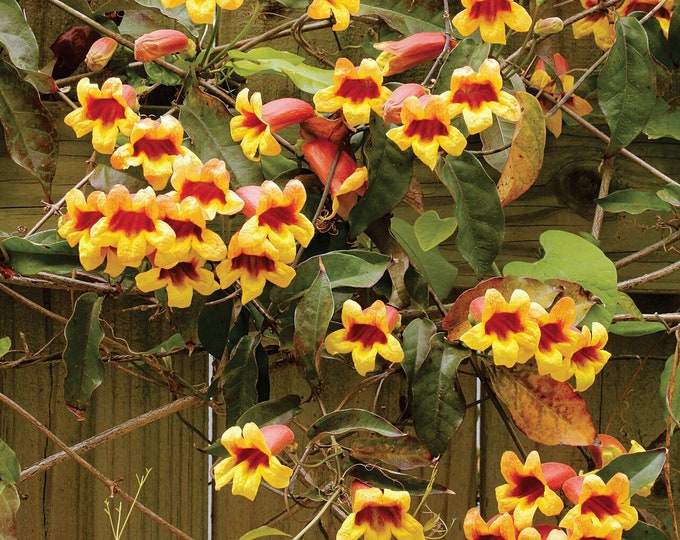 2 Yellow Tangerine Beauty Bignonia Crossvine Vines Plant - Bignonia ...