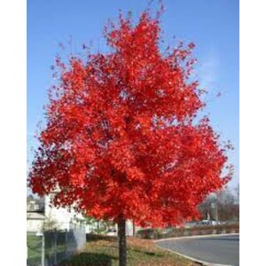 Red Maple Tree - Red Sunset Maple Live Plant - 6-12" Tall - Ship Bare ...