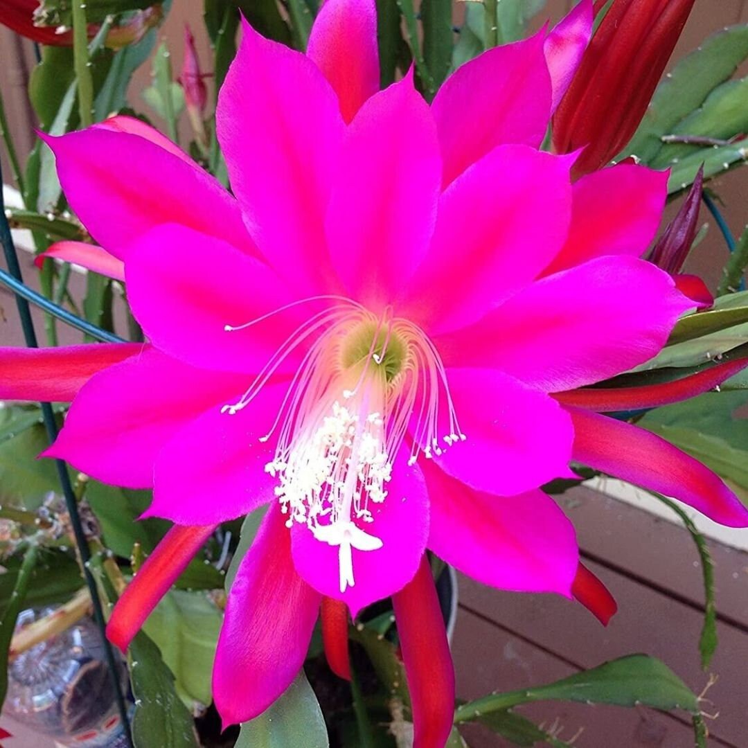 2 Epiphyllum Pink Orchid Cactus Cutting 'rosy Swirl' - Cutting 7"-8 ...