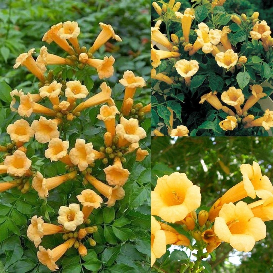 Yellow Trumpet Vine Plant - Flava - Campsis Radicans - Starter Live ...