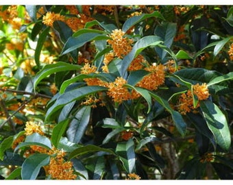 Orange APRICOT ECHO Fragrant Tea Sweet Olive Osmanthus Fragrans Rooted ...