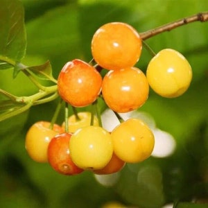 Yellow Cherry Tree - Jamaican Cherry Tree Muntingia Calabura - Starter ...