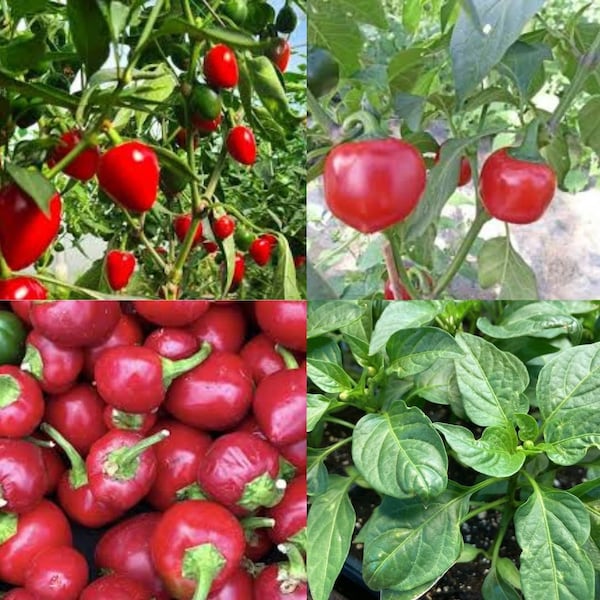 Red Cherry Chili Peppers - Etsy