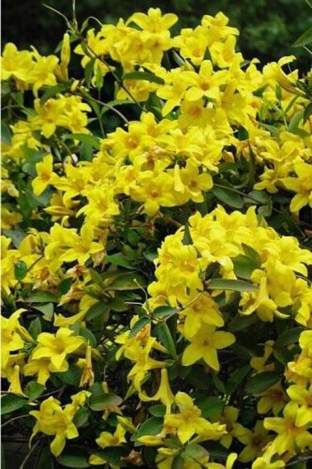 Yellow Bignonia Crossvine Plant - Rooted Starter Live Plant in Pot 2 ...