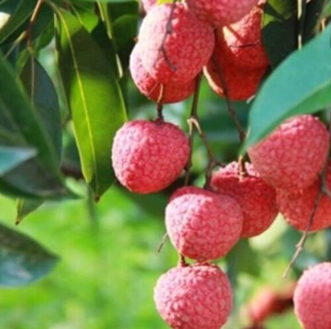1 A Cup Lychee Tree 4"-8” - Fruit Tree Live Seedling Ship in Pot - Etsy