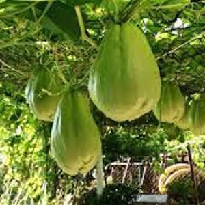 Chayote Squash With Pot Live Plant Ready to Plant - Etsy