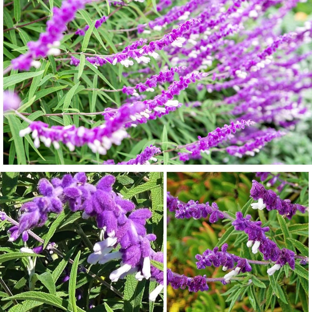 Salvia Mexican Bush Sage Live Plant, Salvia Leucantha Starter Plant in ...