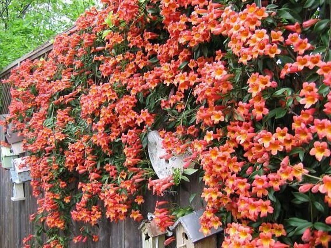 Orange Bignonia Crossvine Plant "tangerine Beauty" Crossvine- Rooted ...