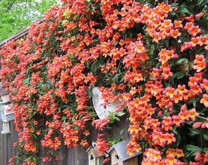 Orange Bignonia Crossvine Plant "tangerine Beauty" Crossvine- Rooted ...