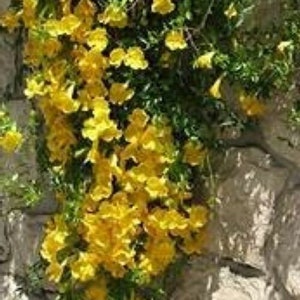 Yellow Bignonia Crossvine Plant - Rooted Starter Live Plant in Pot 2 ...