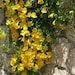 Yellow Bignonia Crossvine Plant - Rooted Starter Live Plant in Pot 2 ...