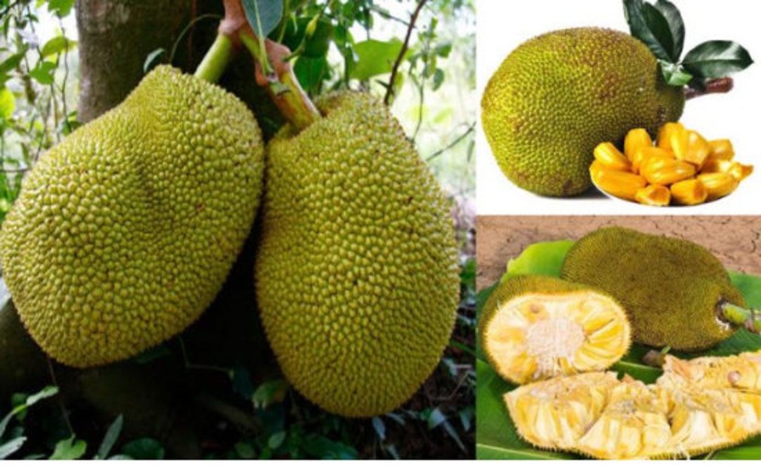 1 Jackfruit Artocarpus Heterophyllus Jack Fruit Seedling Plant Tree 7 ...