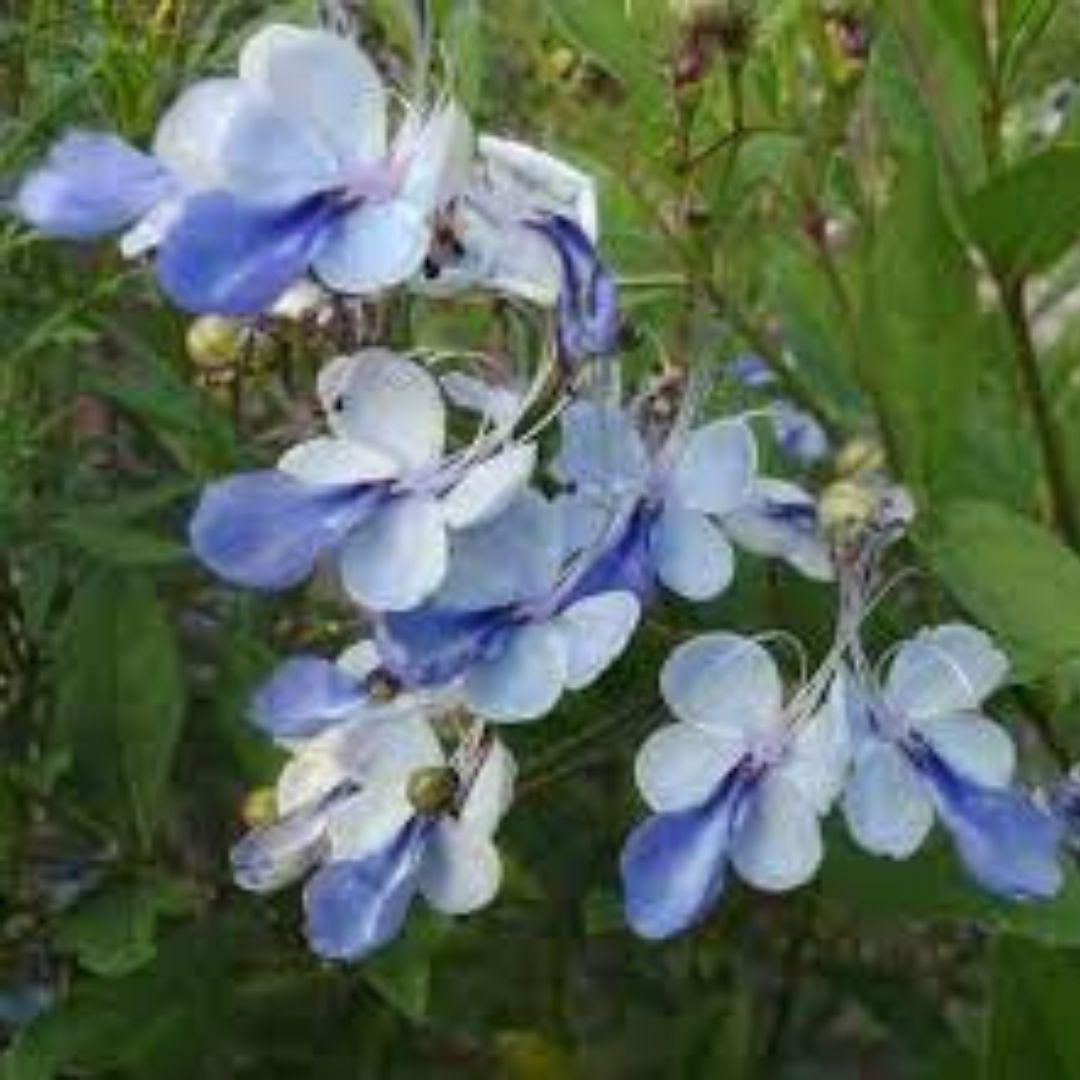 Blue Clerodendrum Wings Plant Blue Butterfly Bush Rooted Starter Plant ...