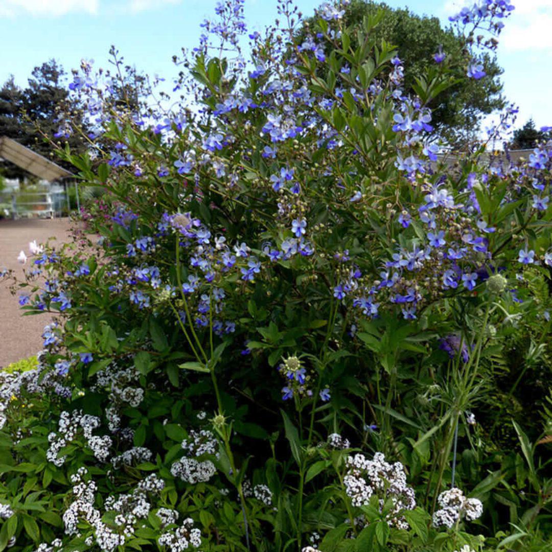 Blue Clerodendrum Wings Plant Blue Butterfly Bush Rooted Starter Plant ...