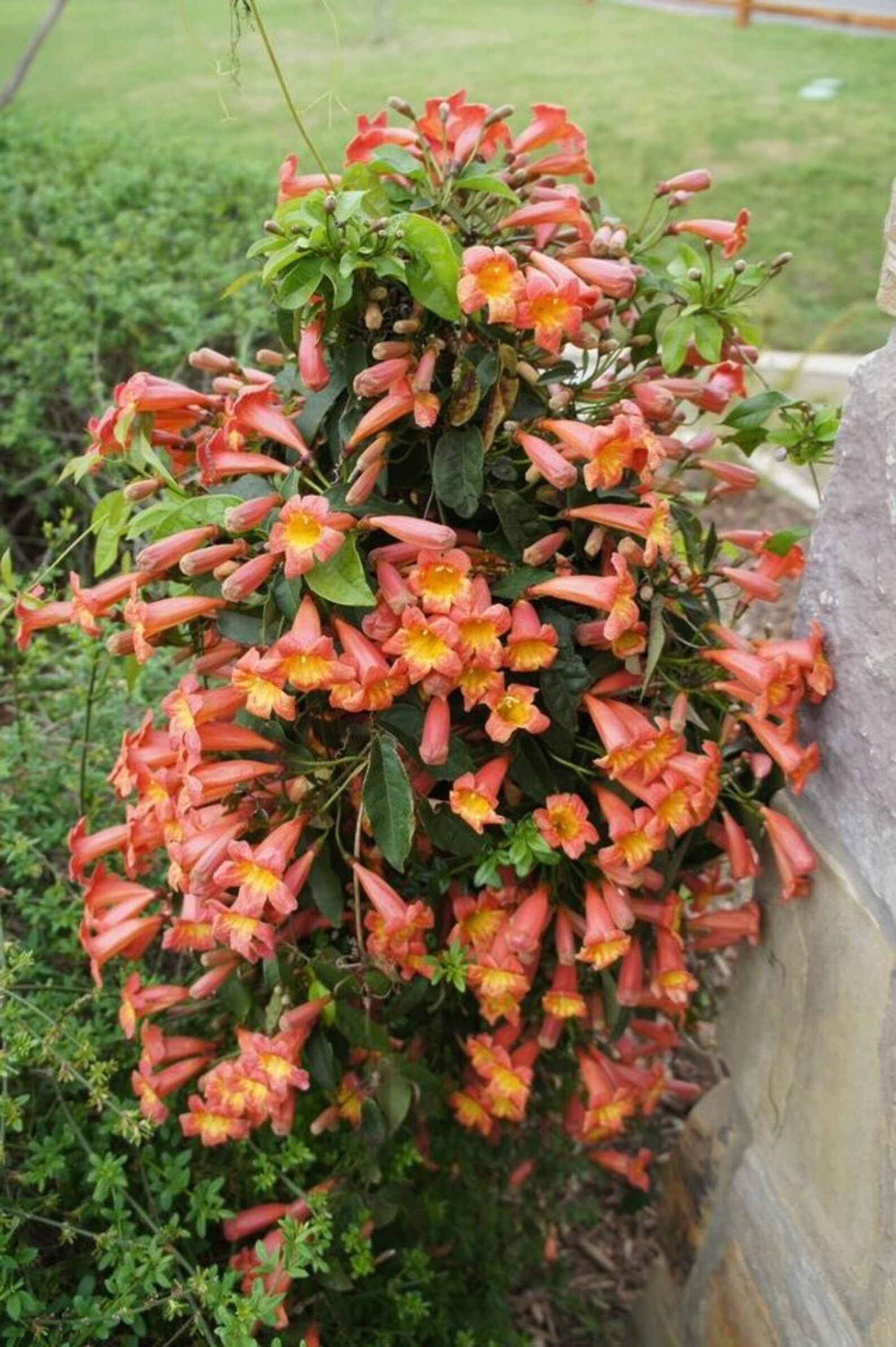 Orange Bignonia Crossvine Plant "tangerine Beauty" Crossvine- Rooted ...
