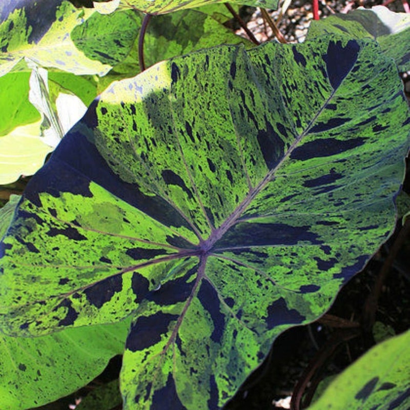 Colocasia Mojito - Etsy