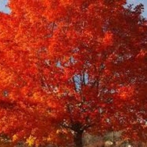 Red Maple Tree - Red Sunset Maple Live Plant - 6-12" Tall - Ship Bare ...