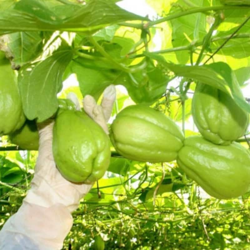 Chayote Plant - Etsy