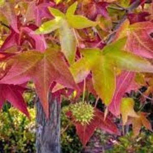 Sweet Gum Tree -live Plant Ship in Pot - 2.5” Tall - Etsy