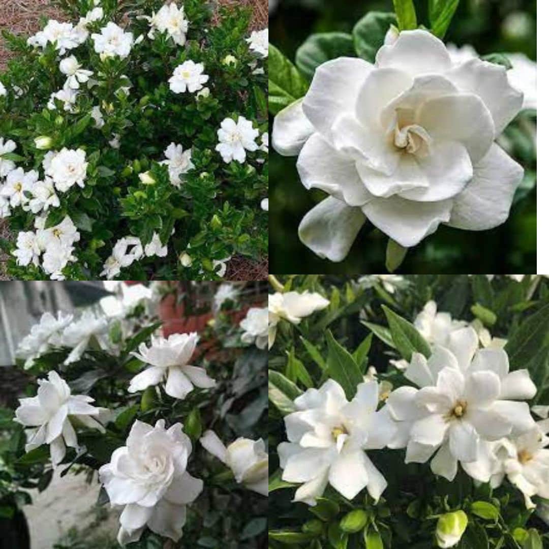 White Frost Proof Gardenia Live Plant Great Fragrance Evergreen Starter ...