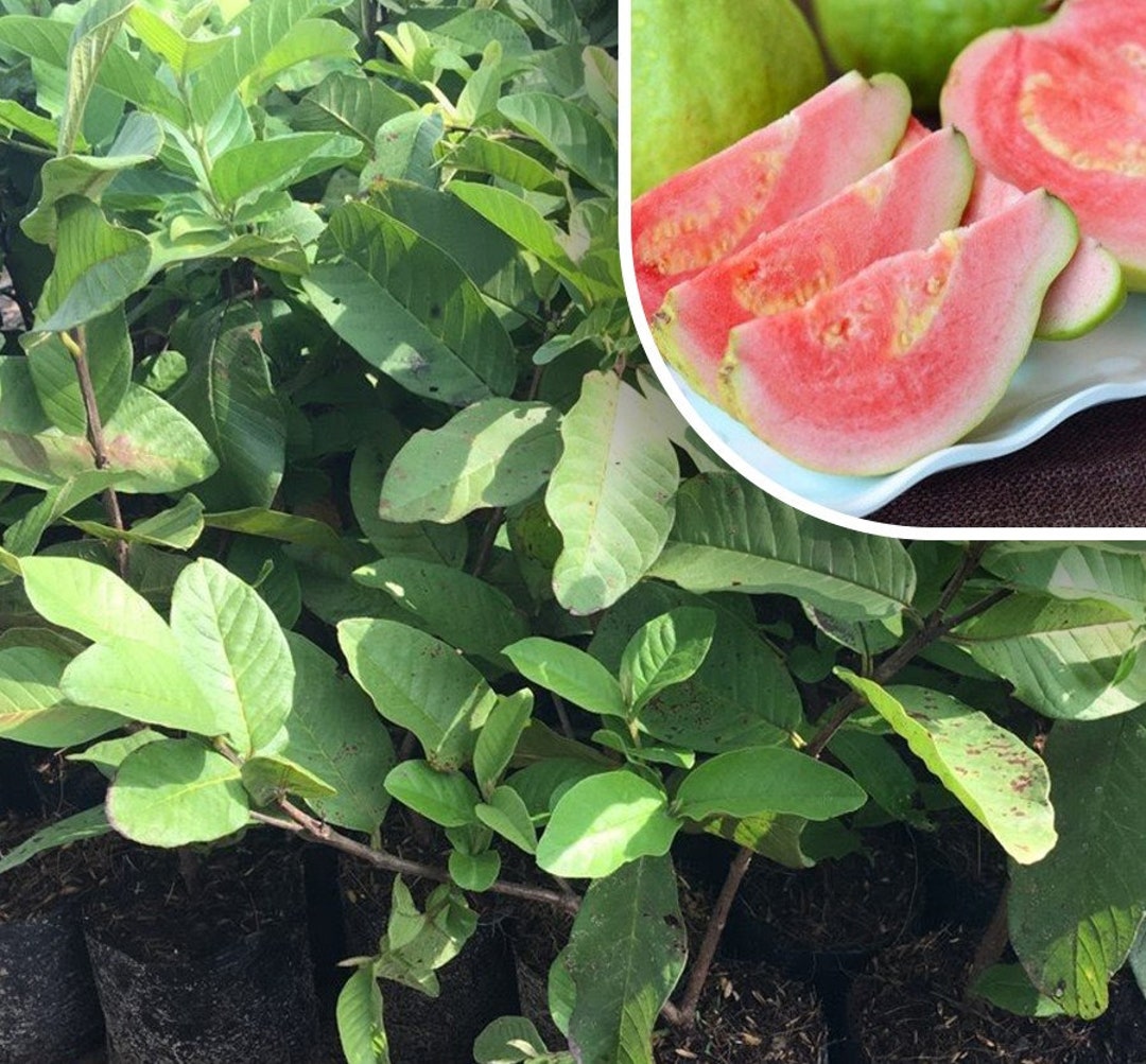 1 Carge Sweet Ruby Supreme Guava Seedling Tree, Psidium Guajava Tree ...