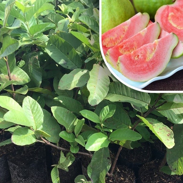 Guava Ruby Tree - Etsy