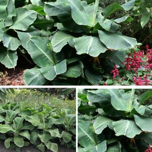 Musa Little Prince (banana) Plant - Small Rooted Starter Plant in Pot ...