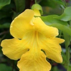 Yellow Bignonia Crossvine Plant - Rooted Starter Live Plant in Pot 2 ...
